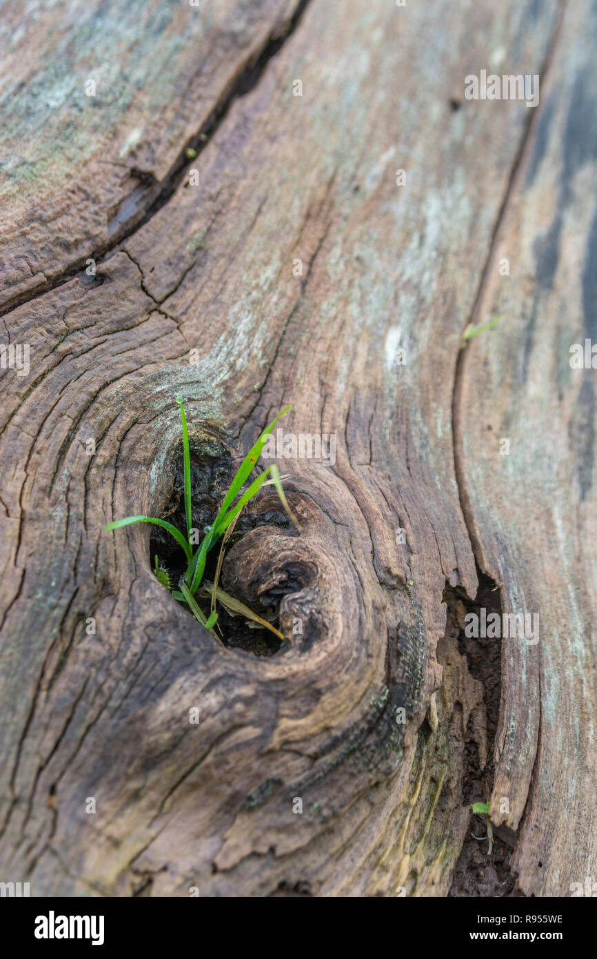 Shallow DoF macro shot of grass growing out from a hole in an old ...