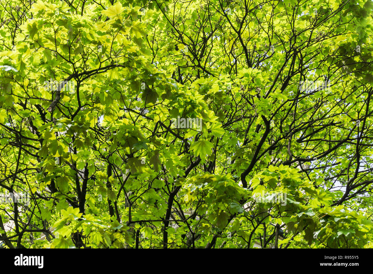 View of big Trees with green flowering Tree Tops Stock Photo - Alamy