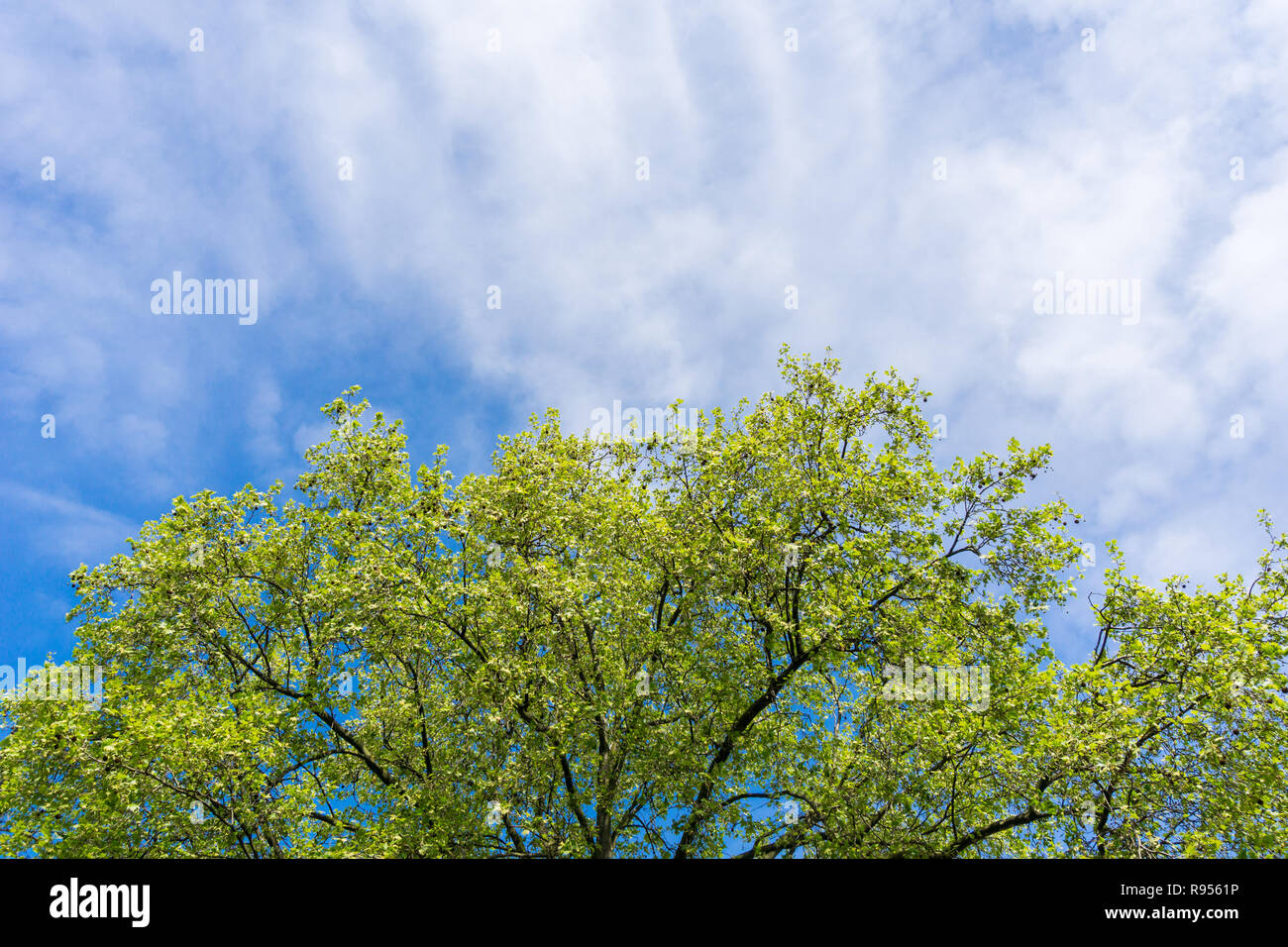 Green tree cloudy sky hi-res stock photography and images - Alamy