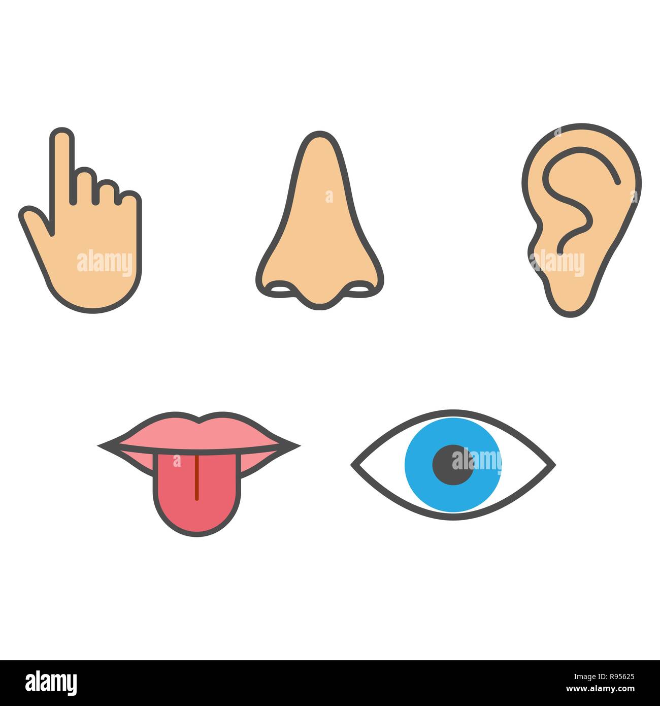 Sense of touch anatomy Stock Vector Images - Alamy