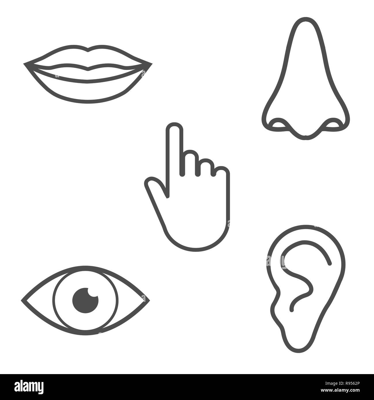 Five senses illustration Black and White Stock Photos & Images - Alamy