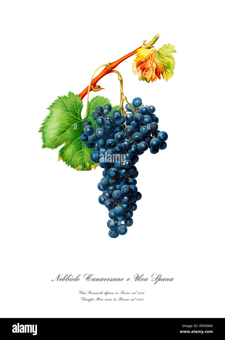 Grape illustration watercolour Cut Out Stock Images & Pictures - Alamy