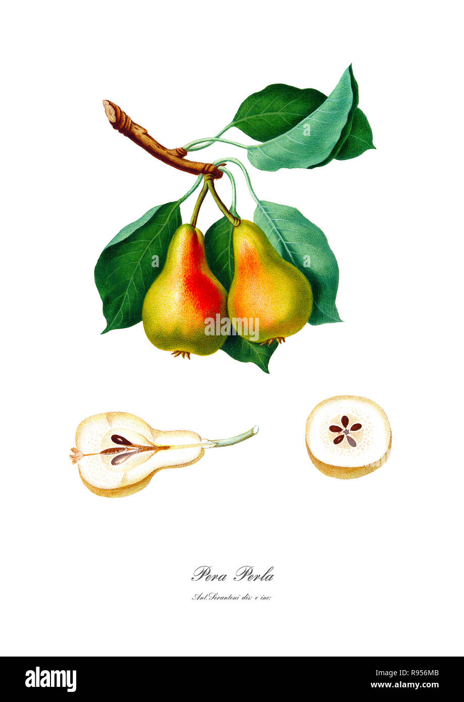 Vintage unique botanical illustration of a pear Stock Photo - Alamy