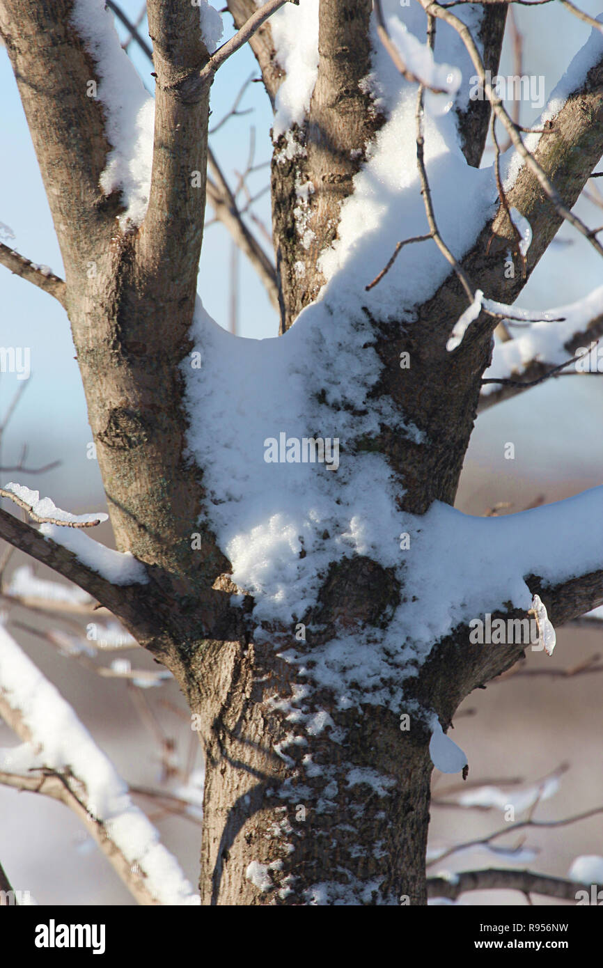 Close up of a snow covered trunk of a King Crimson Maple tree in ...