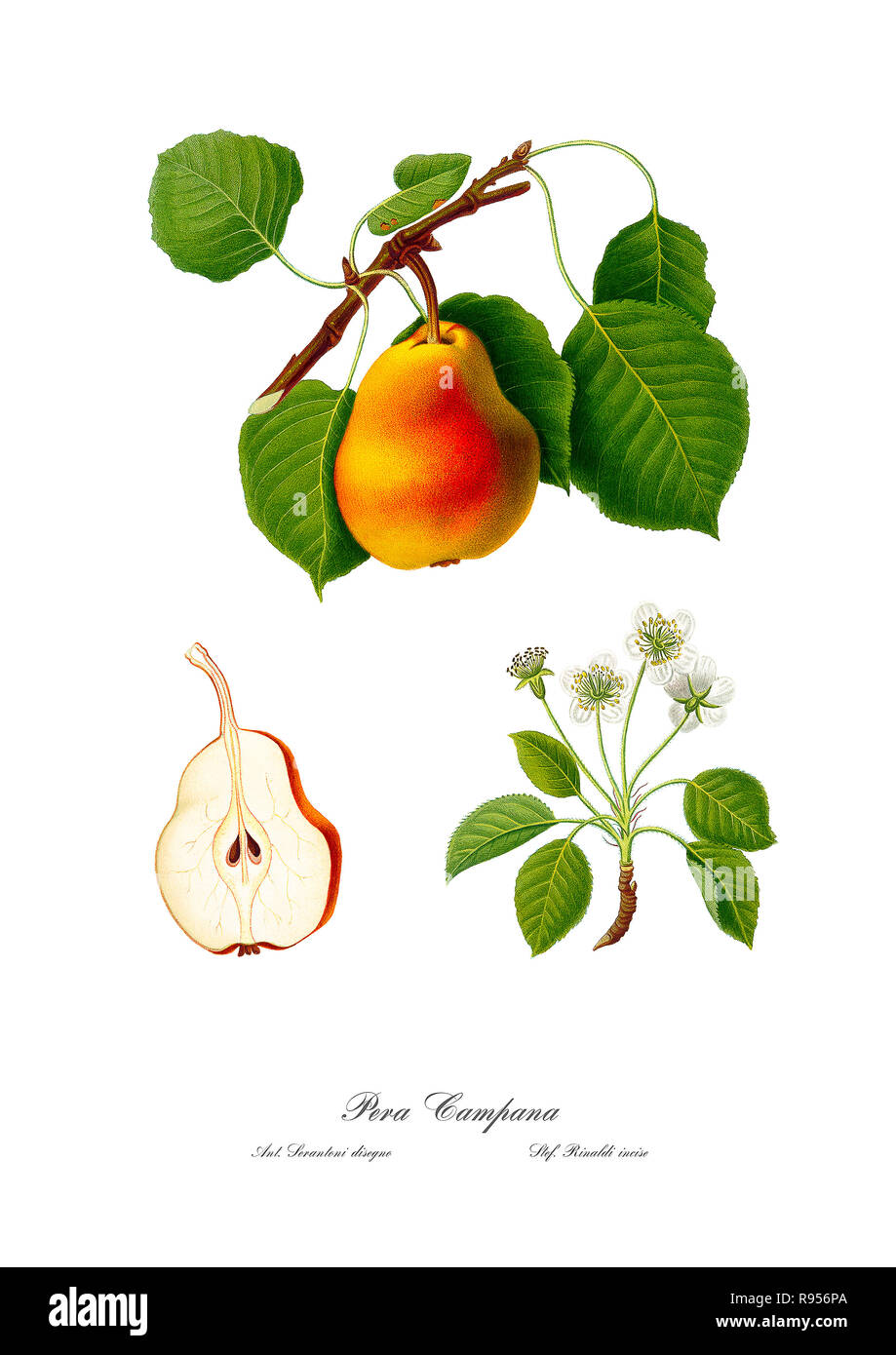 Vintage unique botanical illustration of a pear Stock Photo - Alamy