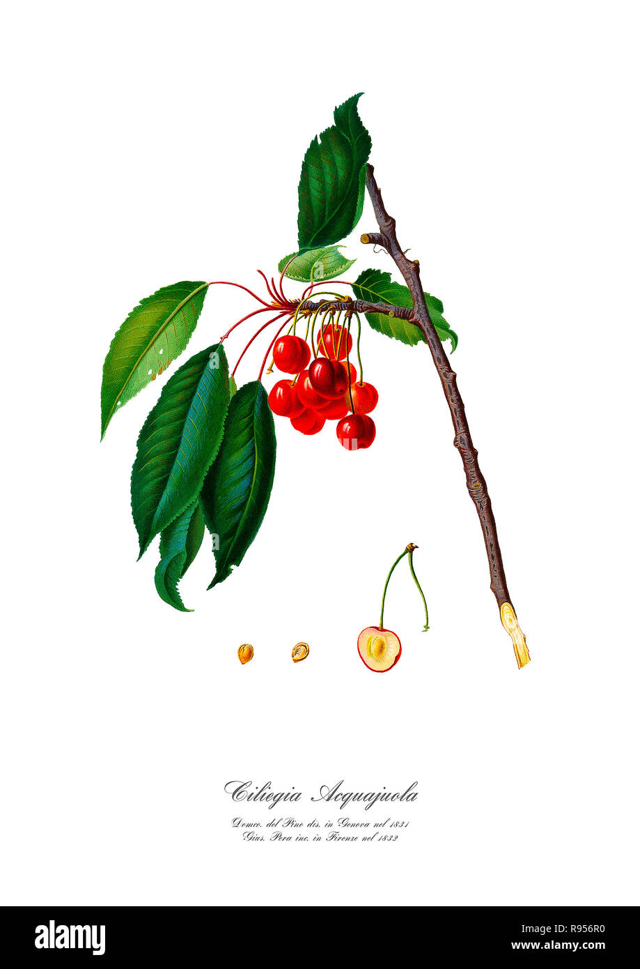 Vintage unique botanical illustration of a cherry Stock Photo - Alamy
