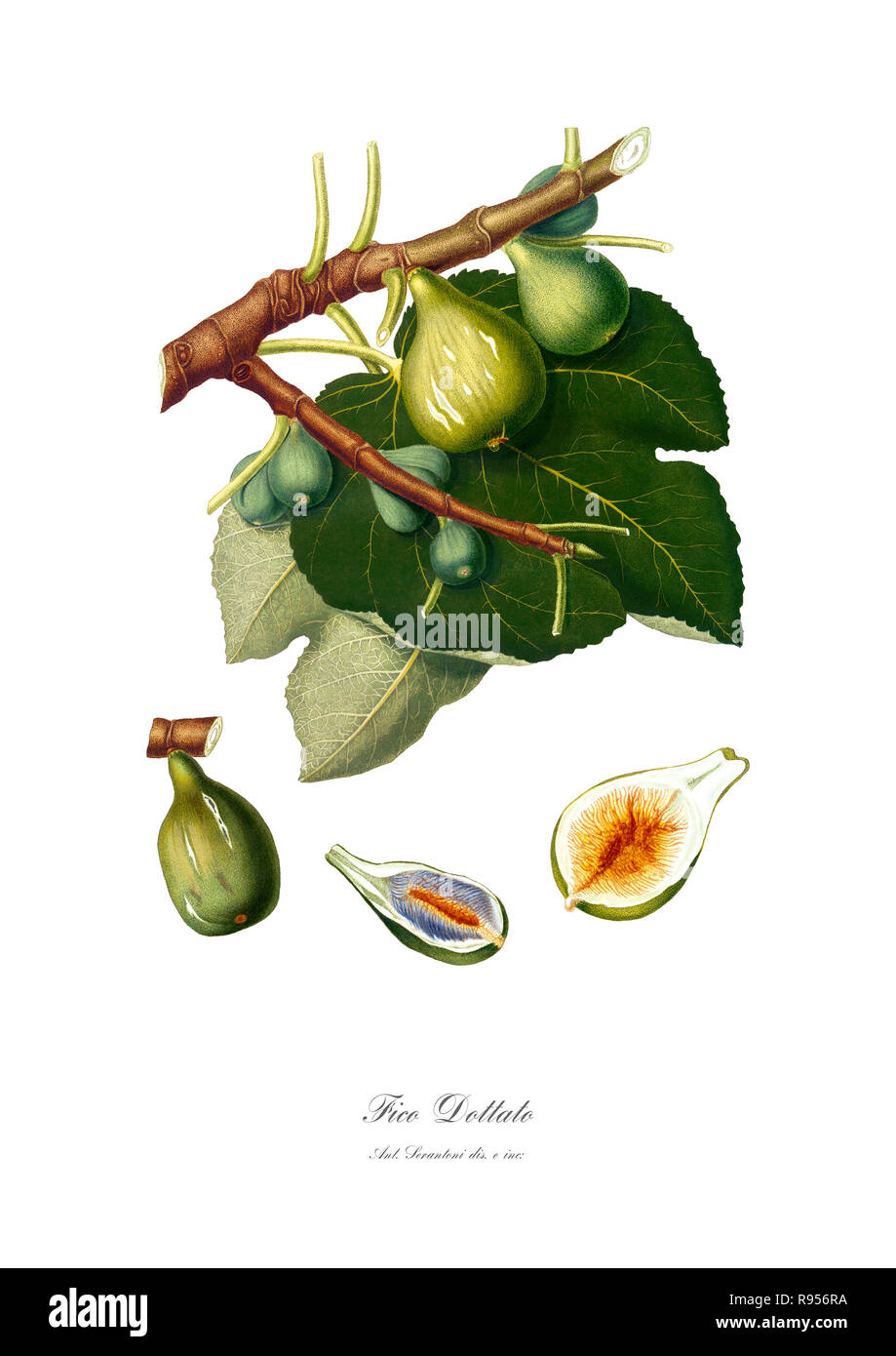 Vintage unique botanical illustration of a figs Stock Photo - Alamy