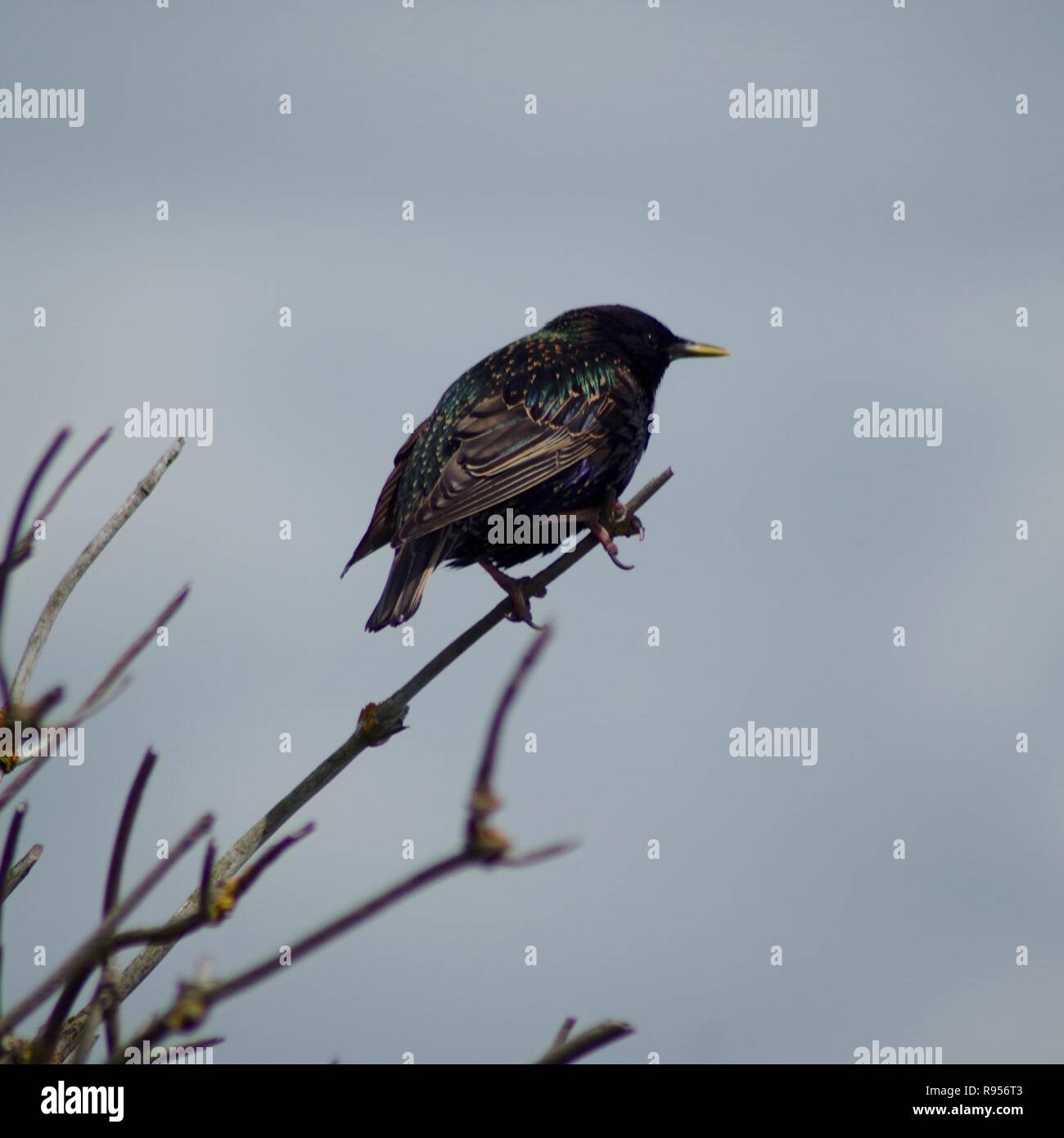 Fife birdwatching hi-res stock photography and images - Alamy