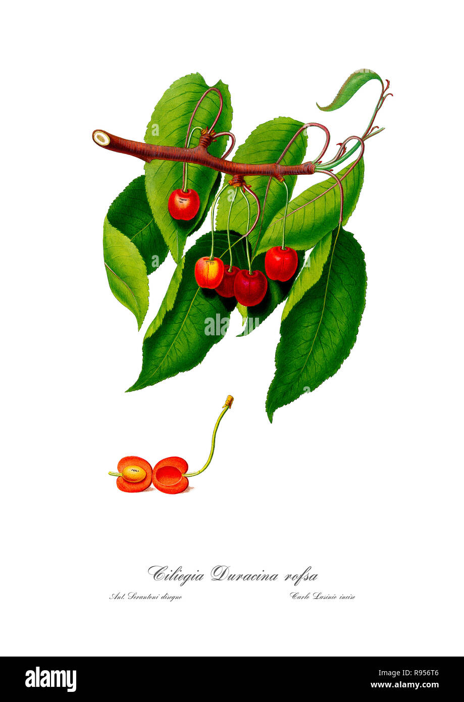 Vintage unique botanical illustration of a cherry Stock Photo - Alamy