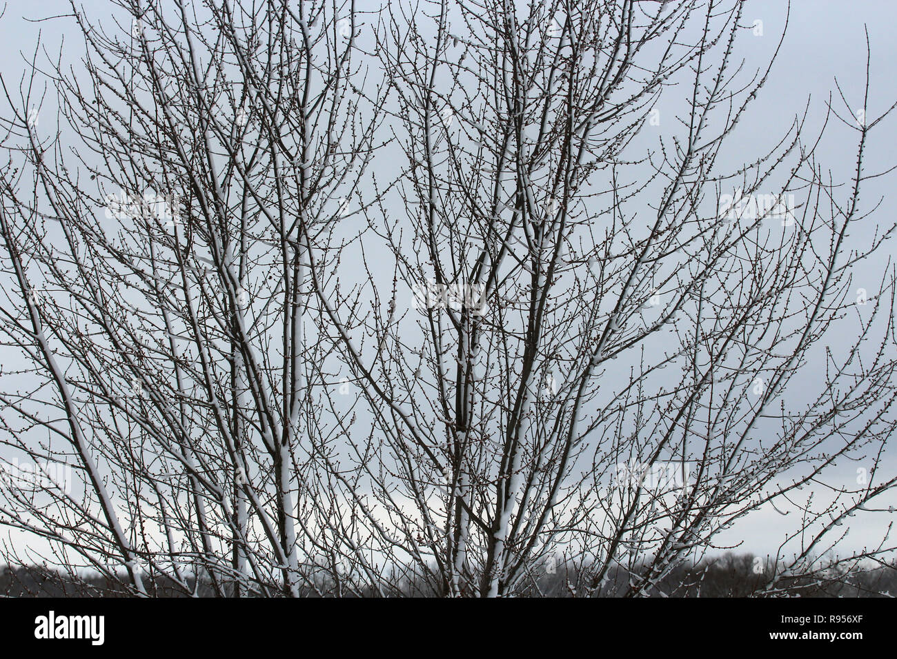Close up of a snow covered branches of a King Crimson Maple tree in ...