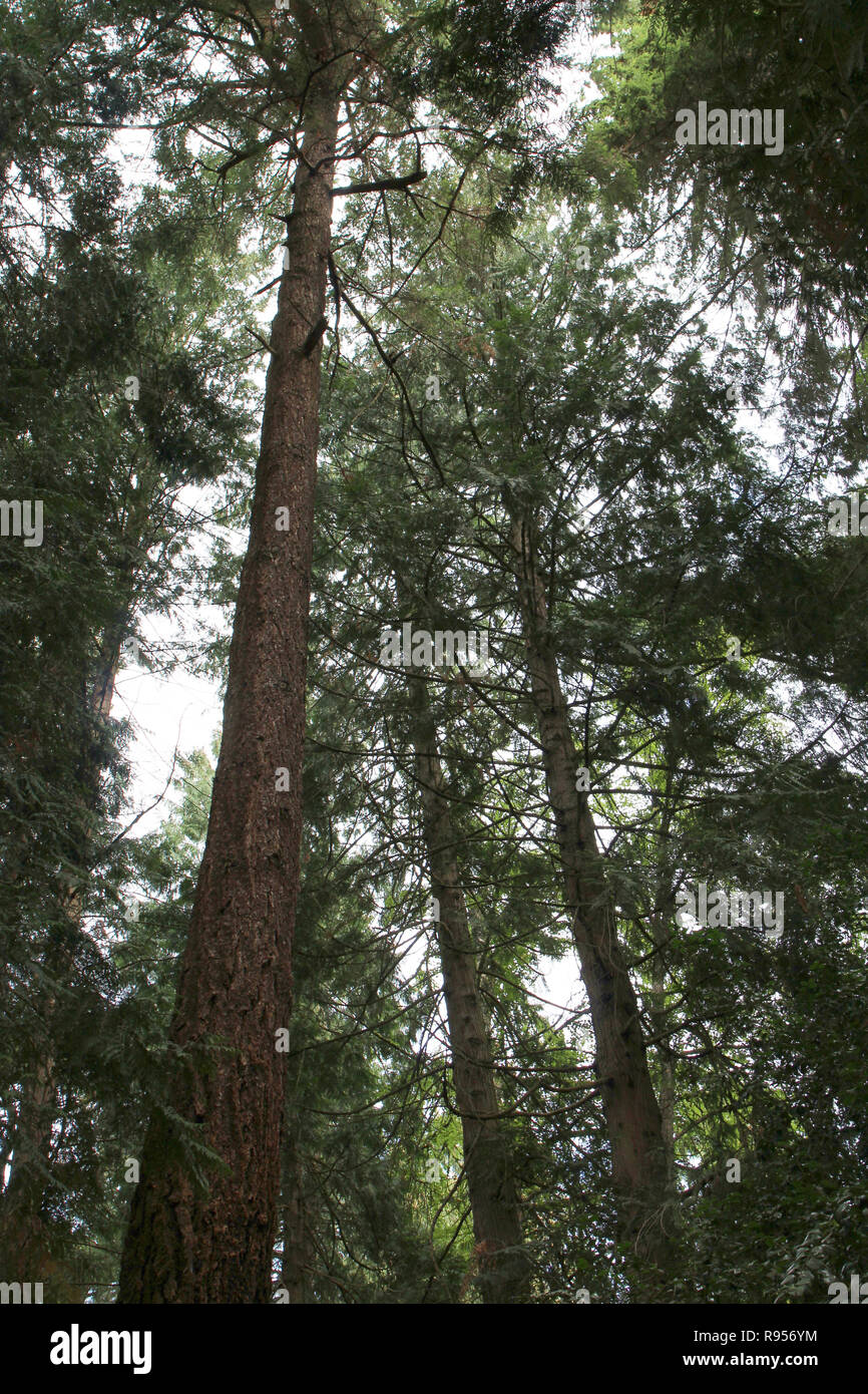 Sequoia trees sequoia sempervirens in the arboretum hi-res stock ...