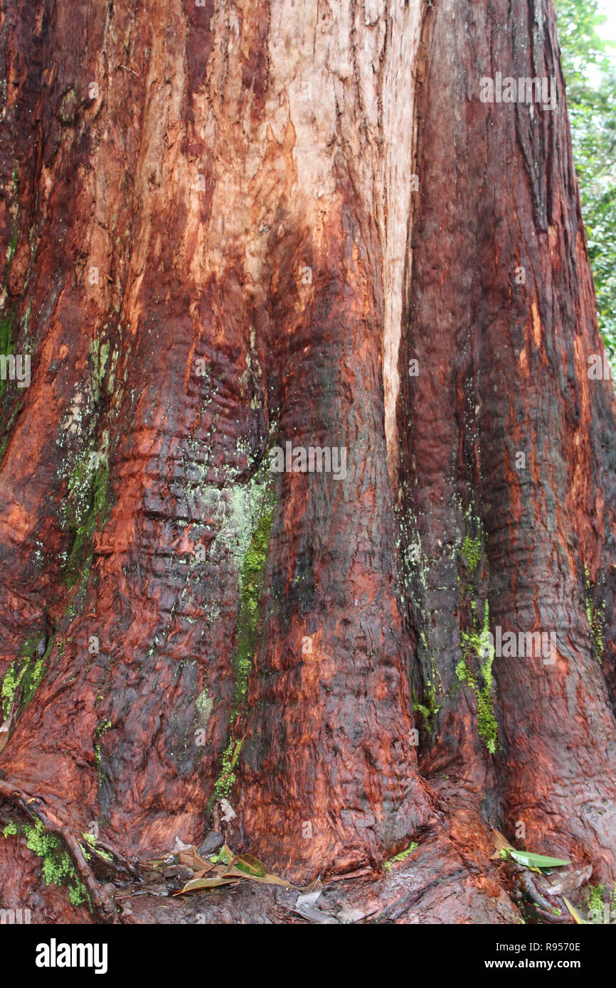 Close up of the trunk of a Giant Redwood Tree on the Waikamoi Nature ...