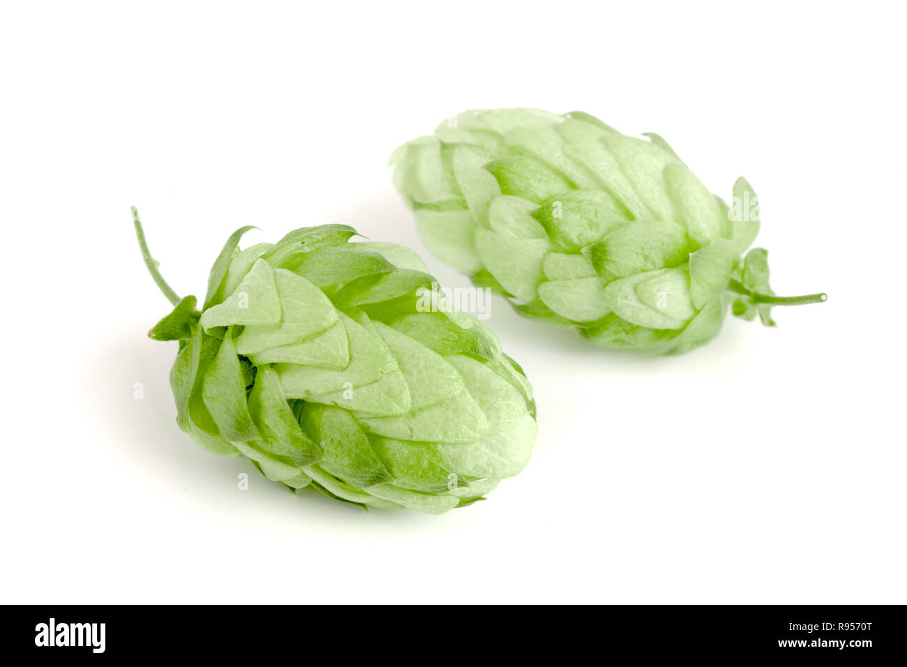 Hop cones isolated on white background closeup Stock Photo - Alamy