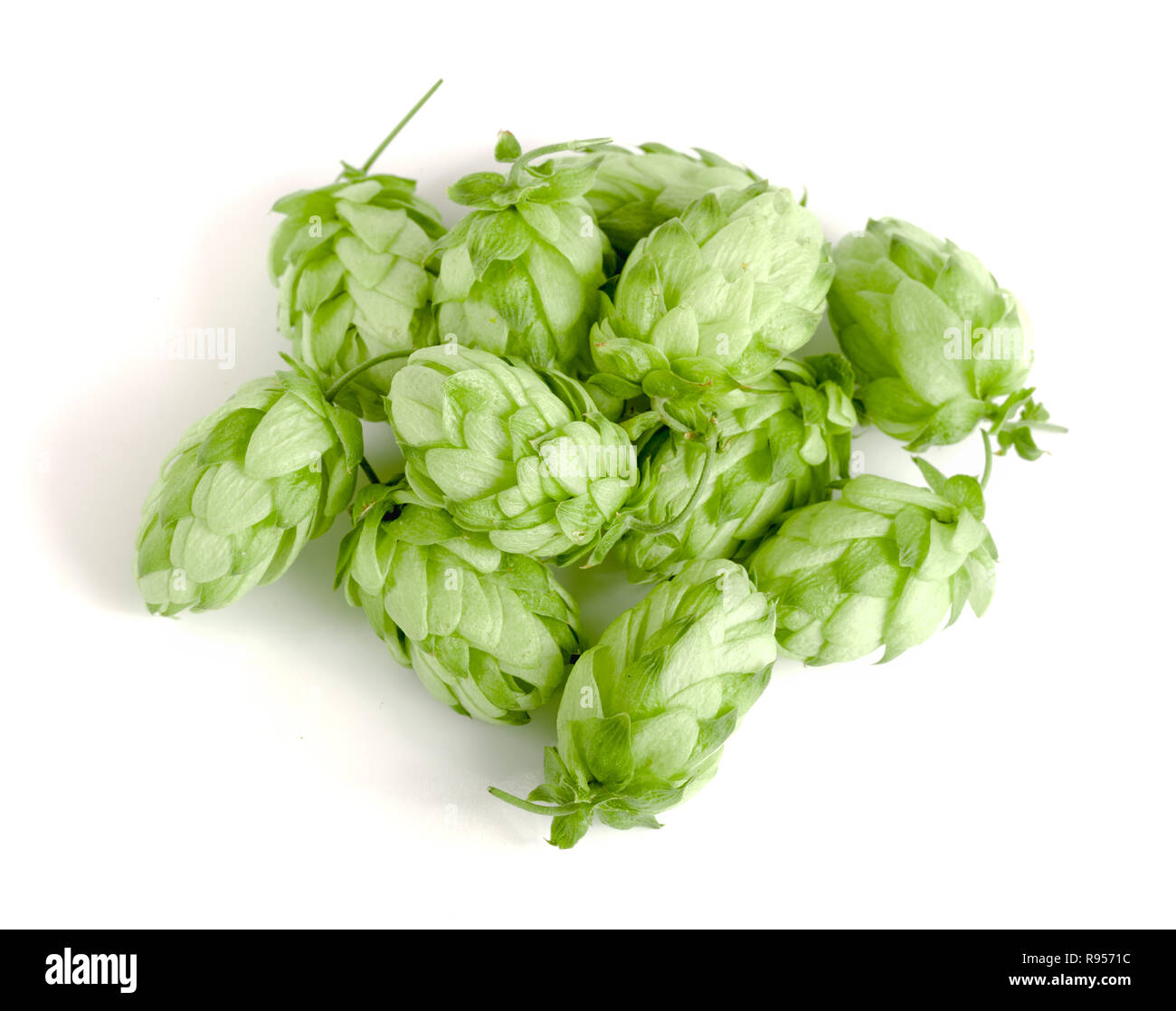 hop cones isolated on white background close-up Stock Photo - Alamy