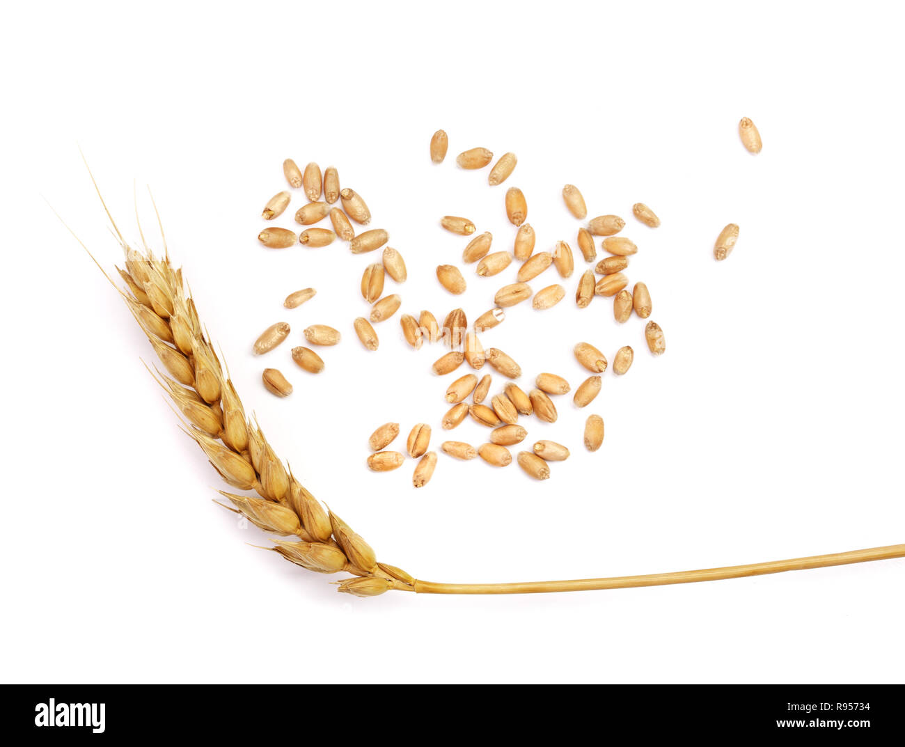 grain and ears of wheat isolated on white background. Top view Stock ...