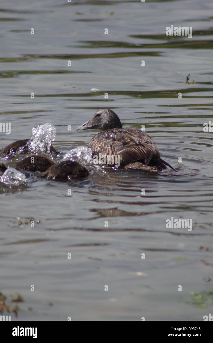 Female Eider Duck with Ducklings (Somateria mollissima). Fife Coast ...