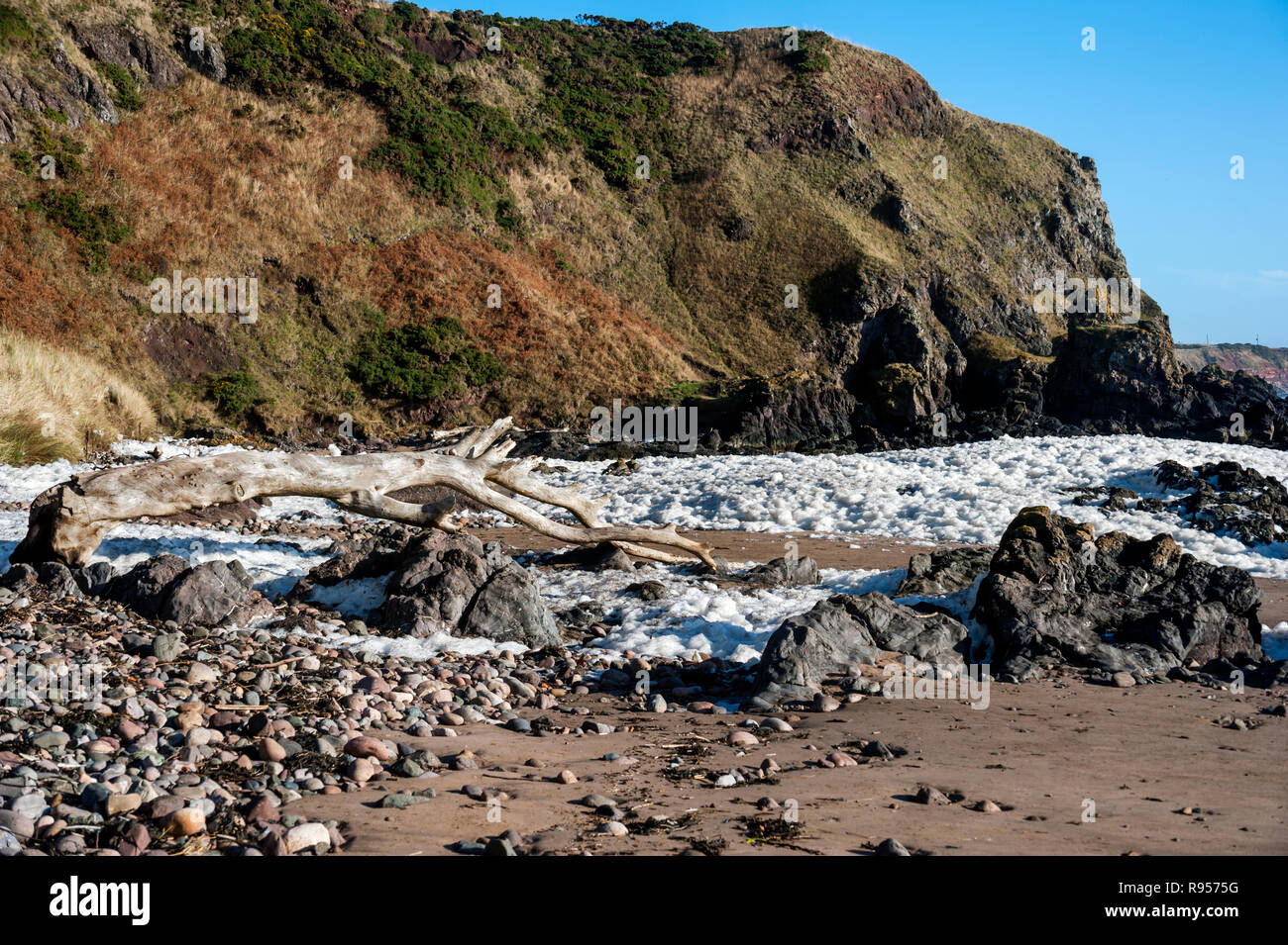 Algal foam on beach hi-res stock photography and images - Alamy