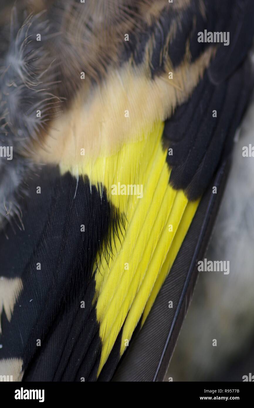 Primary Flight Feathers High Resolution Stock Photography and Images ...