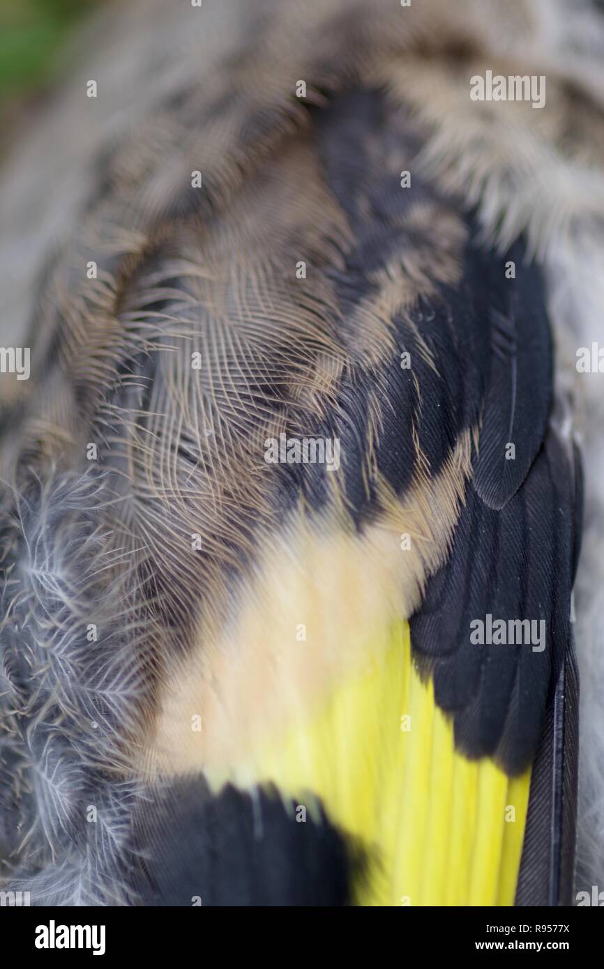 Primary Flight Feathers High Resolution Stock Photography and Images ...