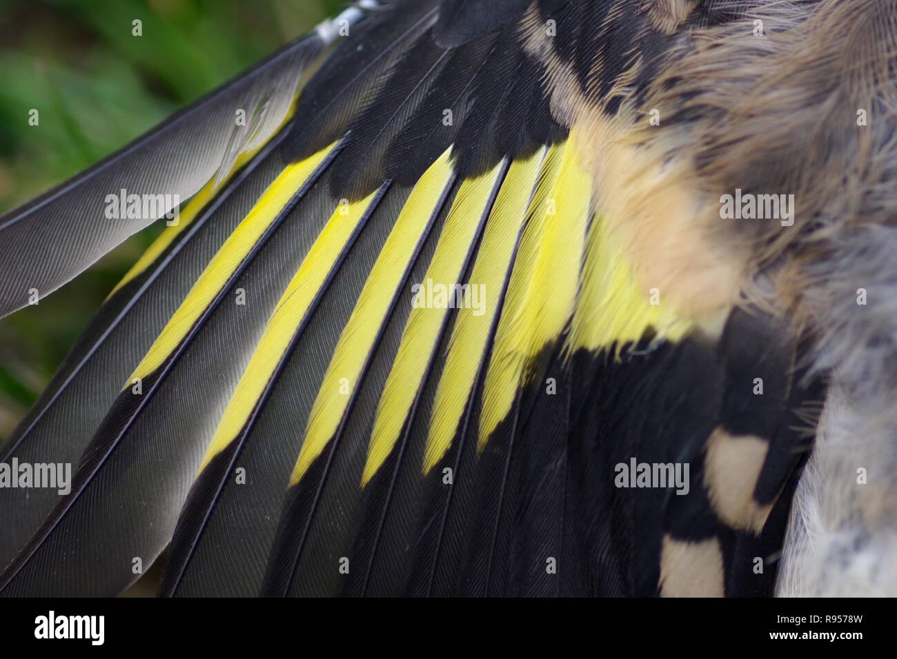 Close Up of the Golden Yellow Primary Flight Feathers of a Goldfinch ...