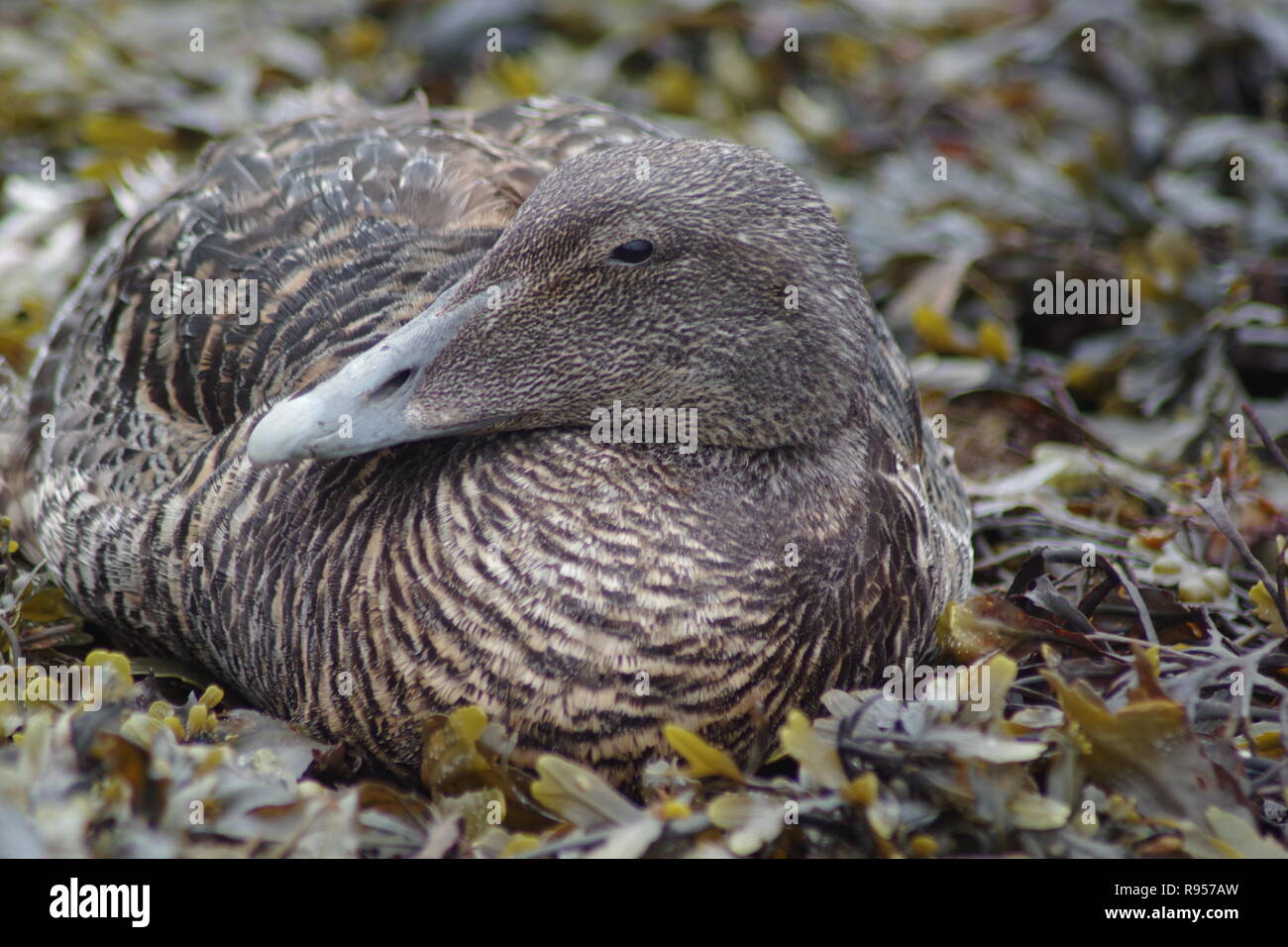 Female Eider Duck (Somateria mollissima) Resting on a Seaweed Covered ...