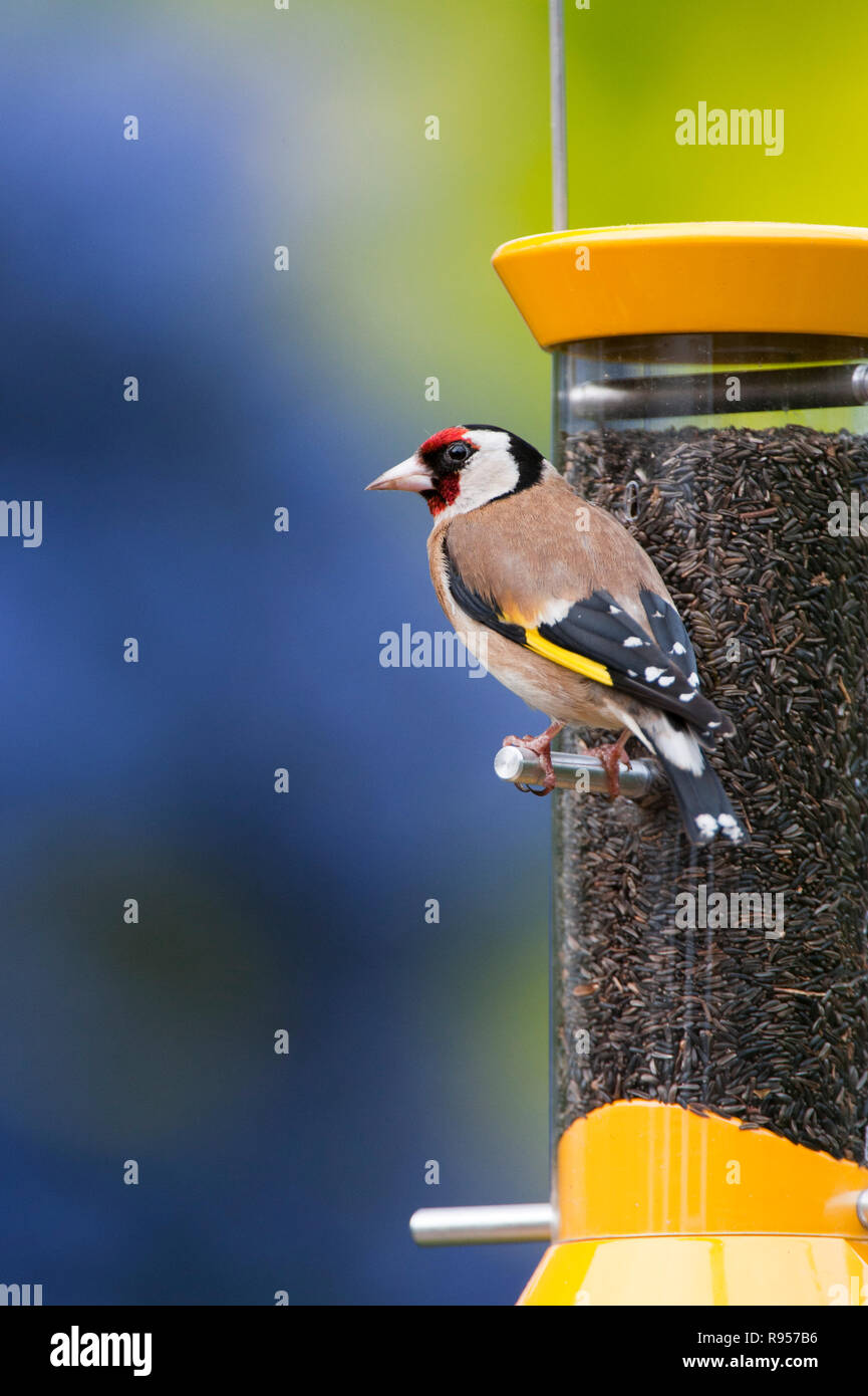 Niger seed bird feeder hi-res stock photography and images - Alamy