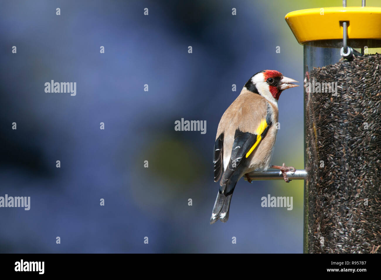 Goldfinch on a nyjer bird seed feeder in a garden. UK Stock Photo - Alamy