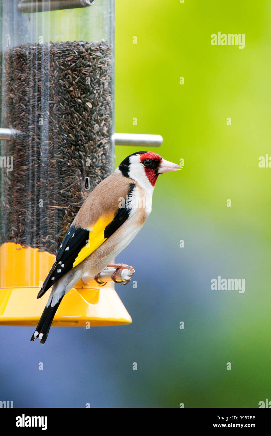 Niger seeds birds hi-res stock photography and images - Alamy