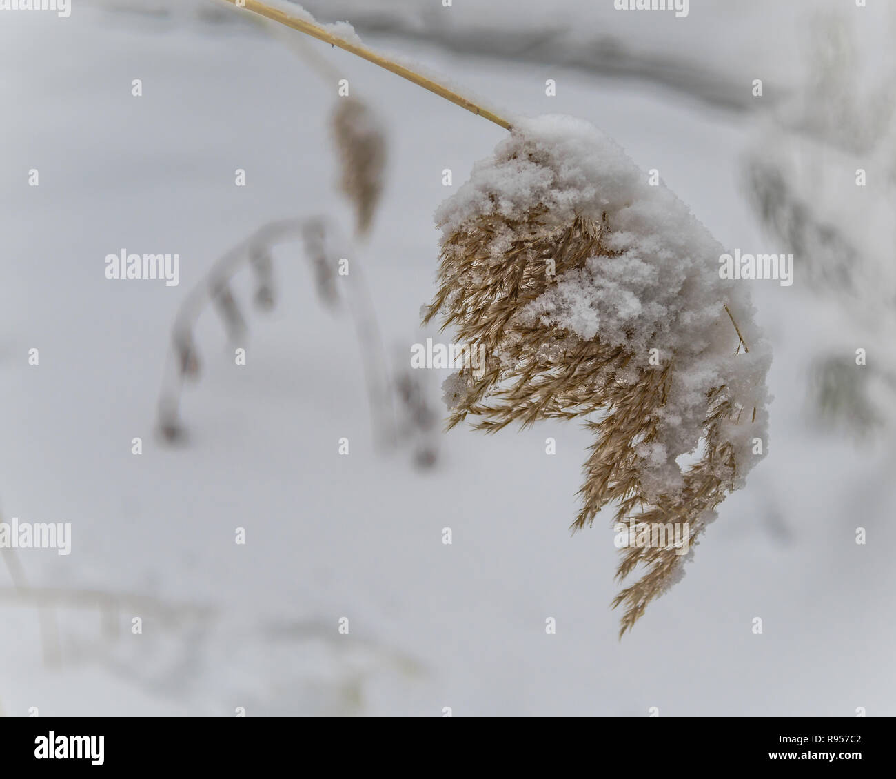 Large drooping brown grass seed head covered with snow against a snowy ...