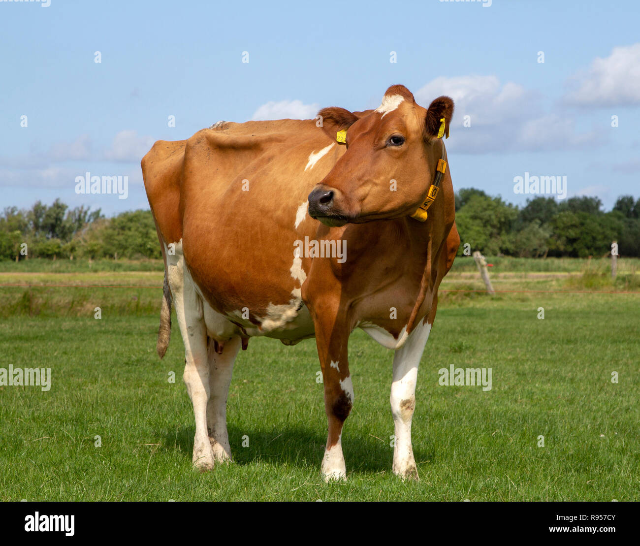Red and white cow, breed of cattle holstein, in the Netherlands ...