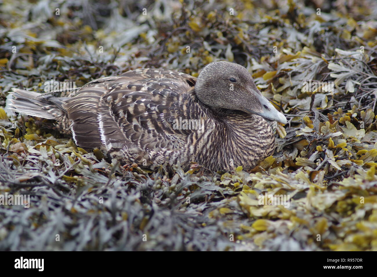 Female Eider Duck (Somateria mollissima) Resting on a Seaweed Covered ...