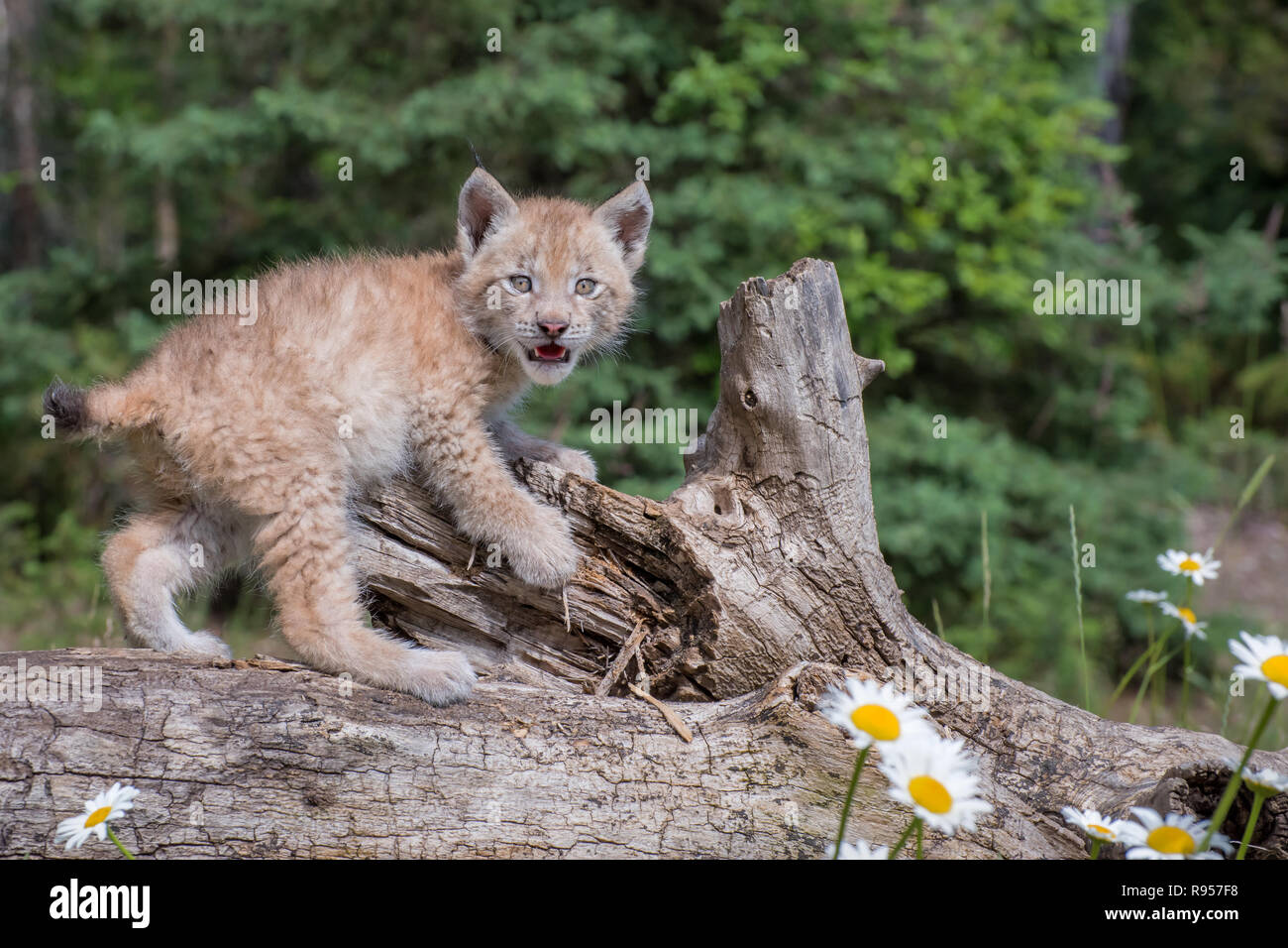 Baby lynx hi-res stock photography and images - Alamy
