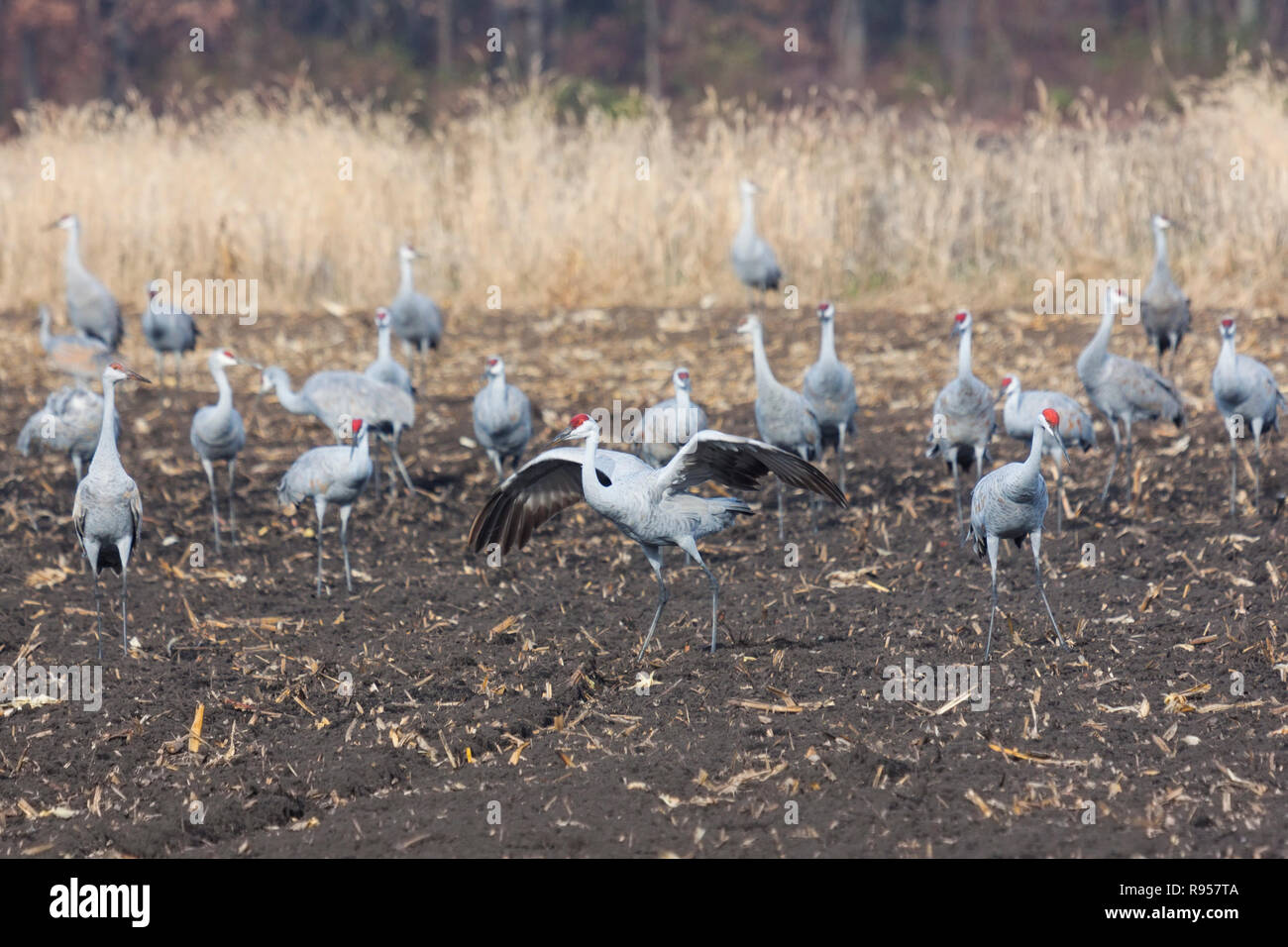 One crane hi-res stock photography and images - Alamy