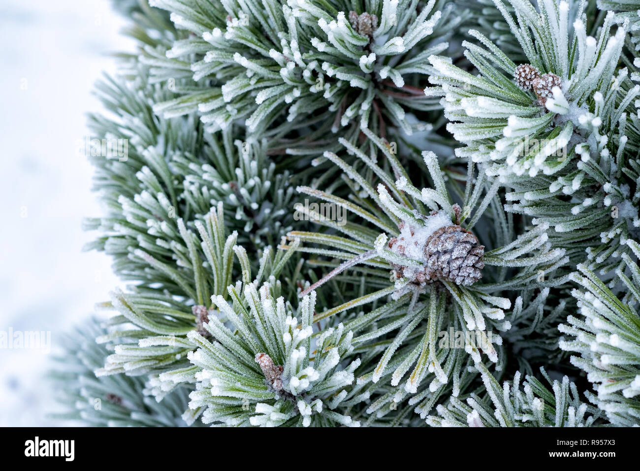 Winter frost on pine tree Stock Photo - Alamy