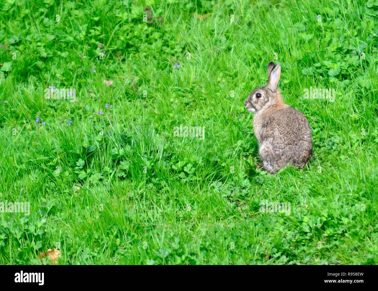 Adult rabbit hi-res stock photography and images - Alamy