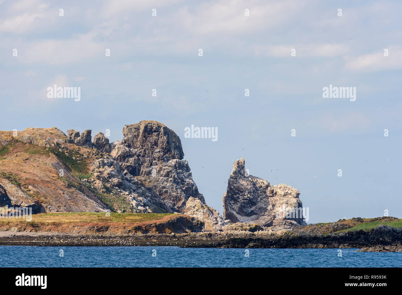 Gannet colony on Ireland's Eye off Howth peninsula, Dublin, Ireland ...