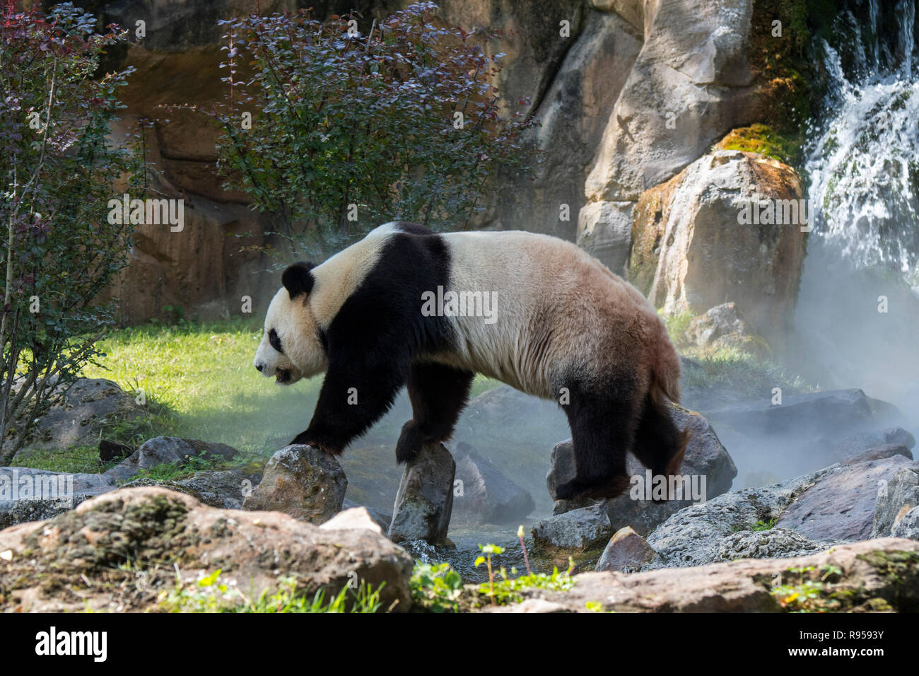 Giant panda (Ailuropoda melanoleuca) in front of waterfall in the mist ...