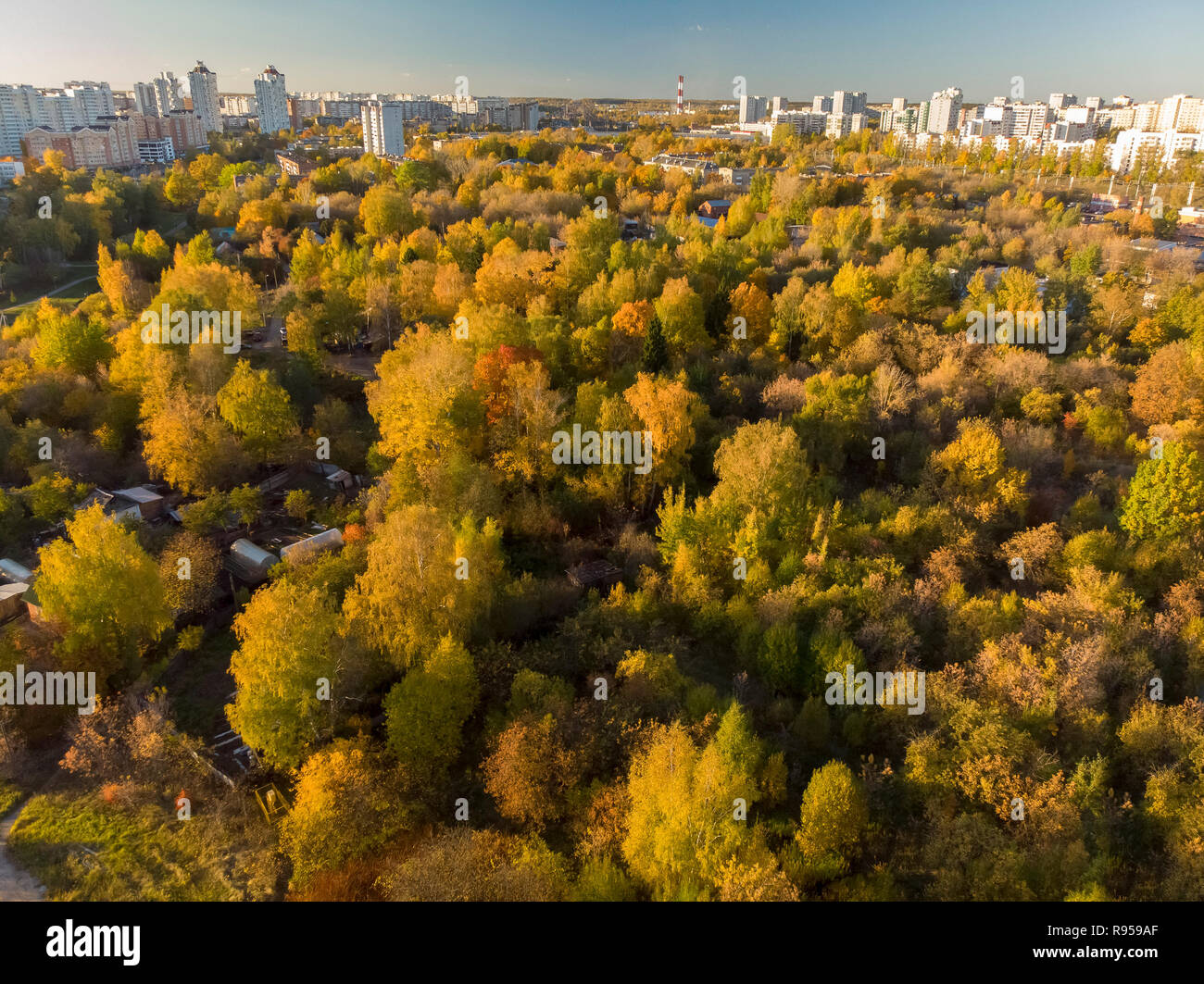 Russia forest tree hi-res stock photography and images - Alamy