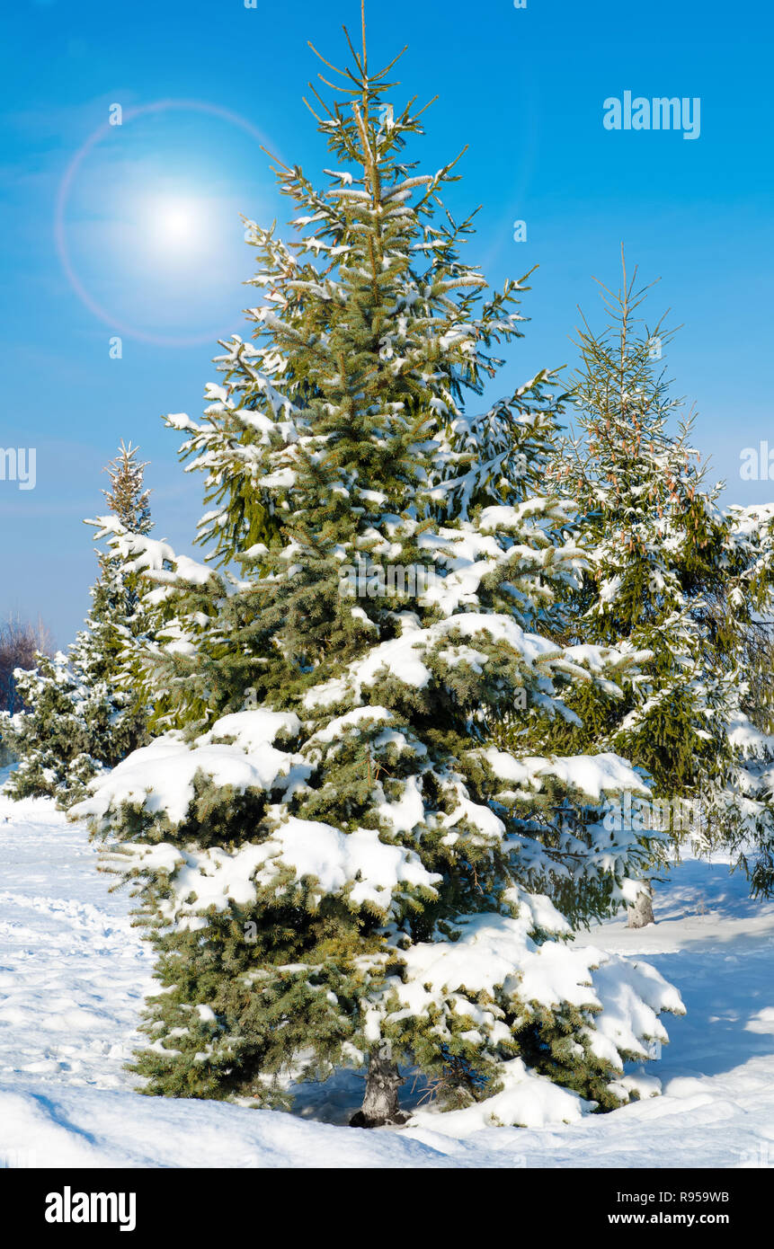 pine with snow against the blue sky Stock Photo - Alamy