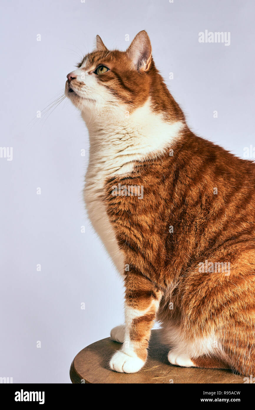 portrait of ginger European cat in Poland Stock Photo - Alamy