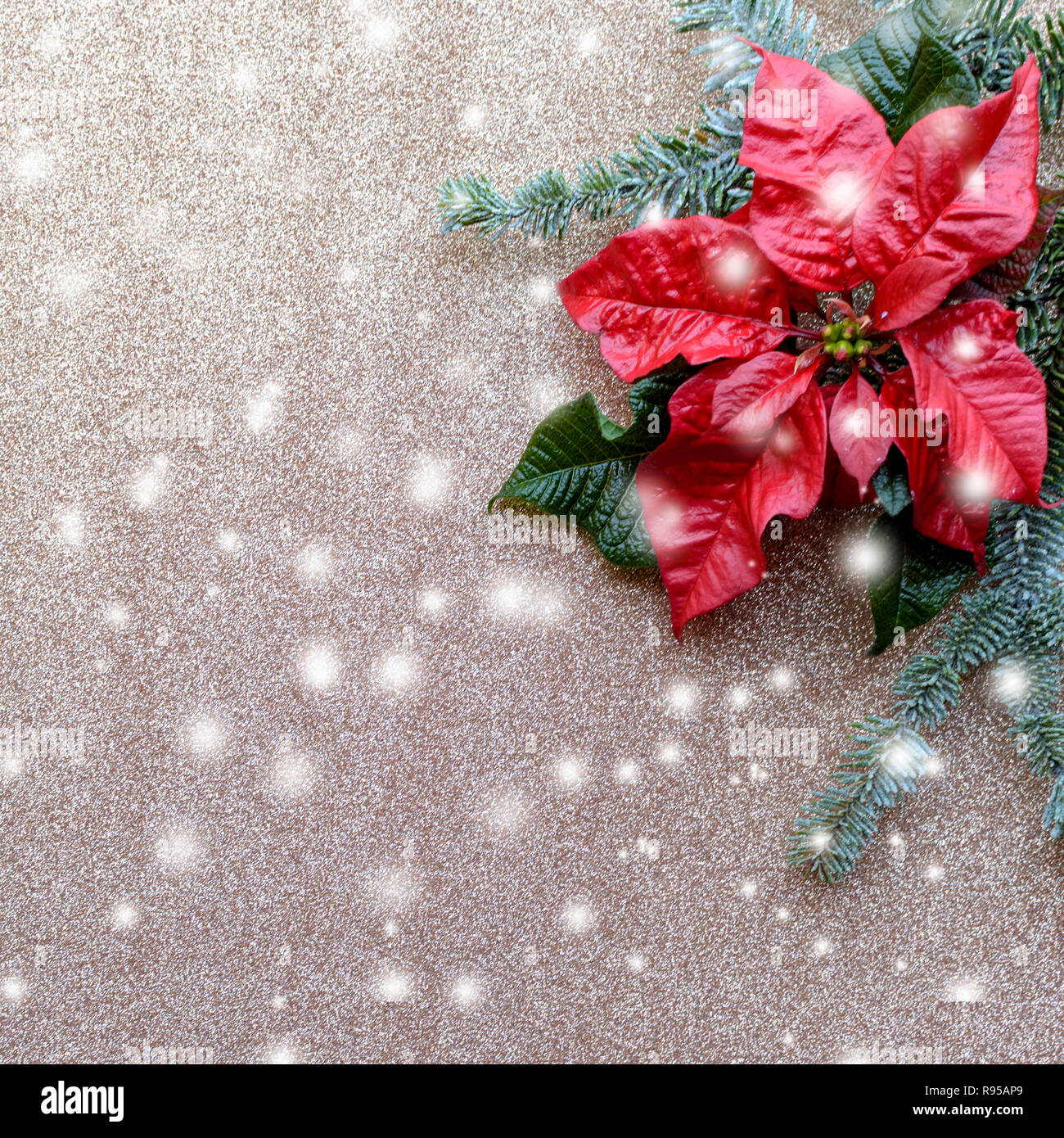 Red poinsettia flower with fir tree and snow on golden glitter ...