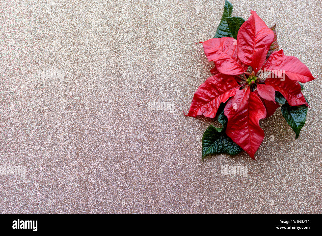 Red poinsettia flower on golden glitter background. Christmas ...
