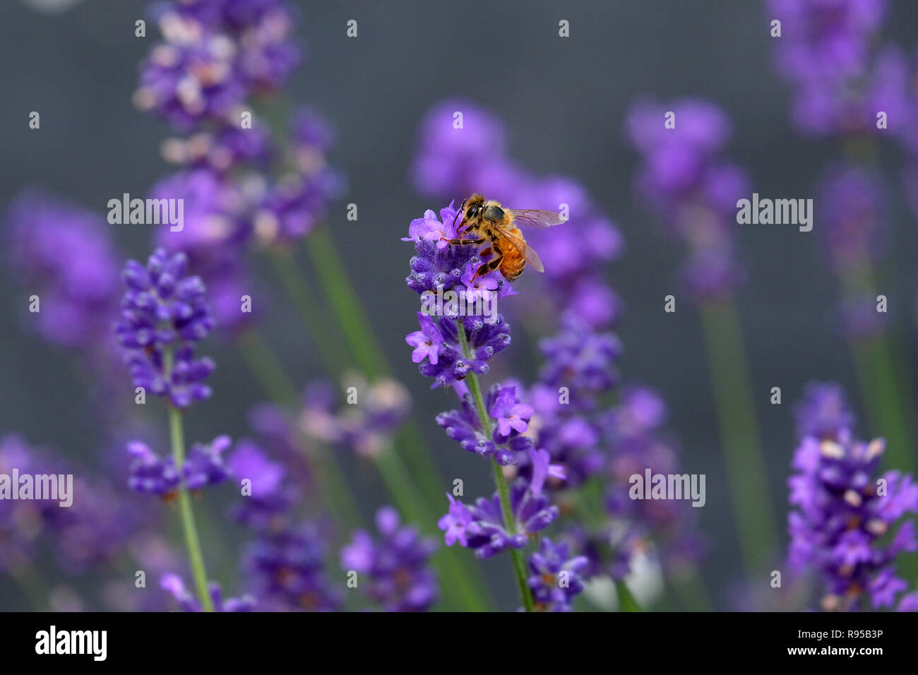 Lavender and Bees Stock Photo - Alamy