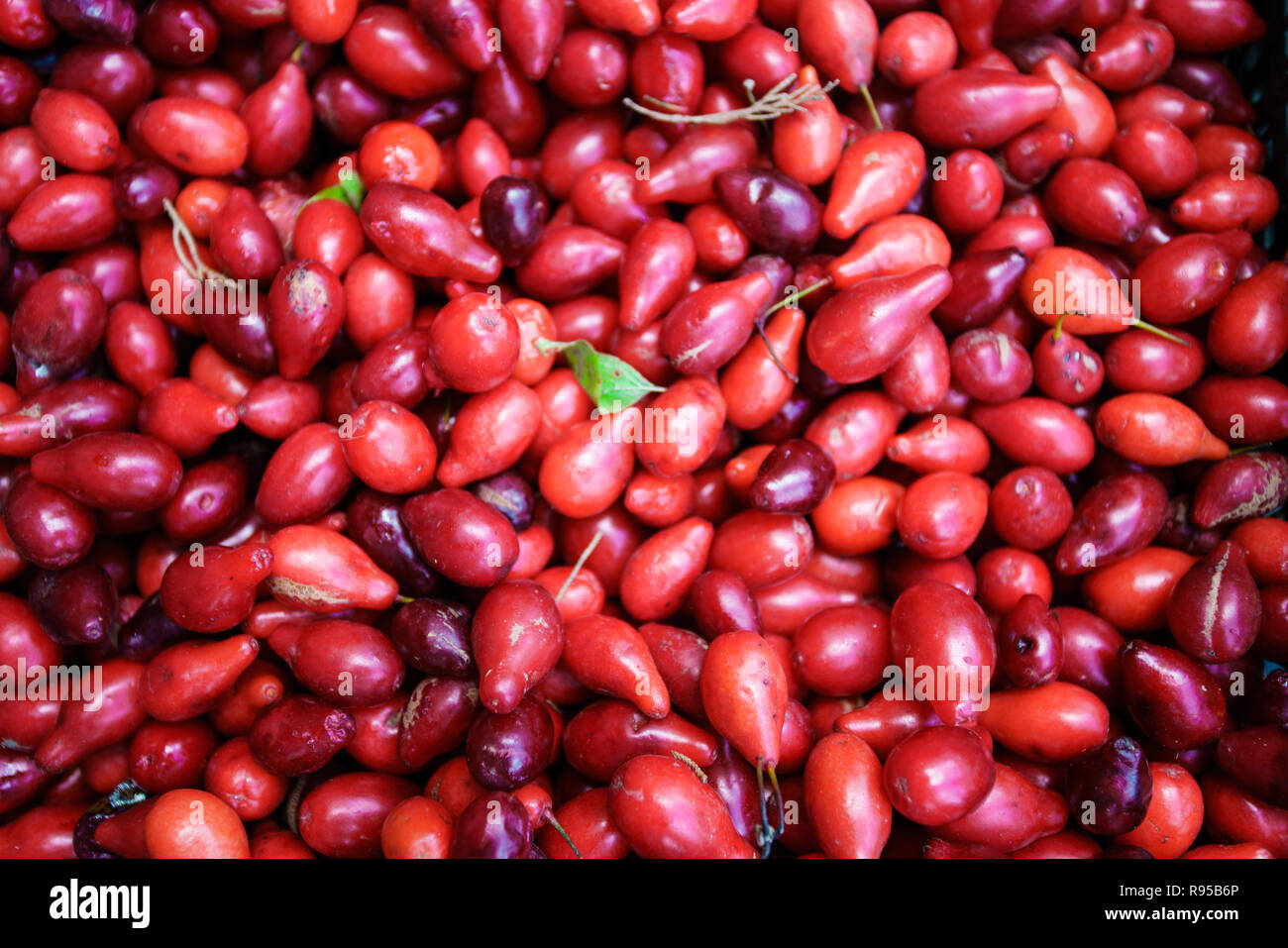 Cornus fruit .Dogwood berries Stock Photo - Alamy
