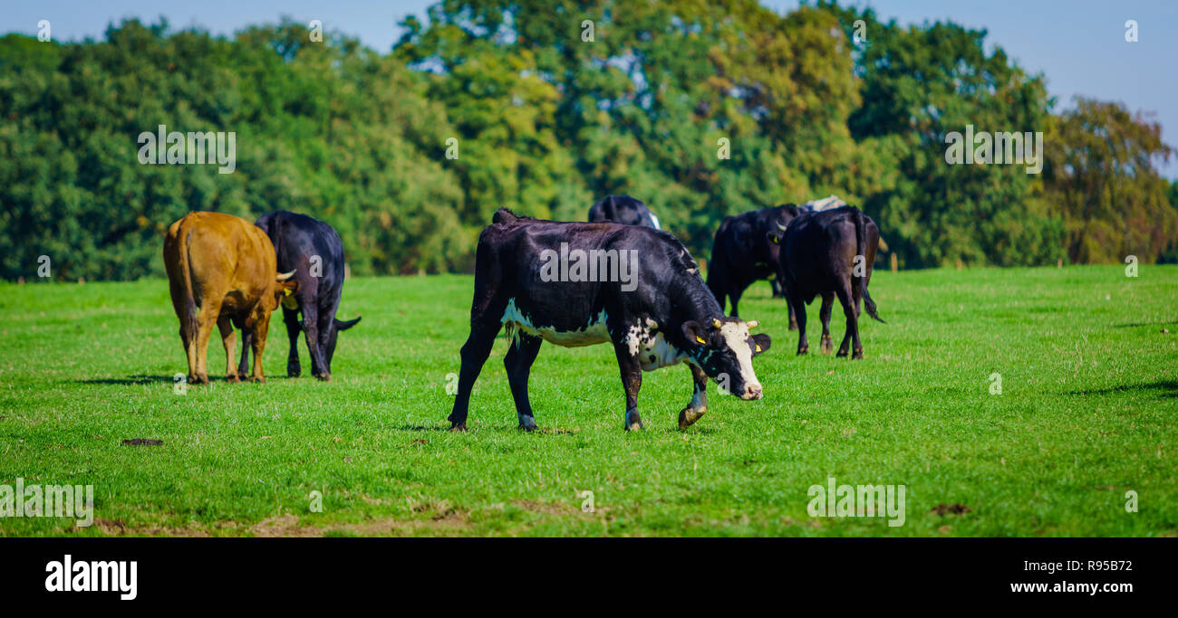 cows in a grassy field Stock Photo - Alamy