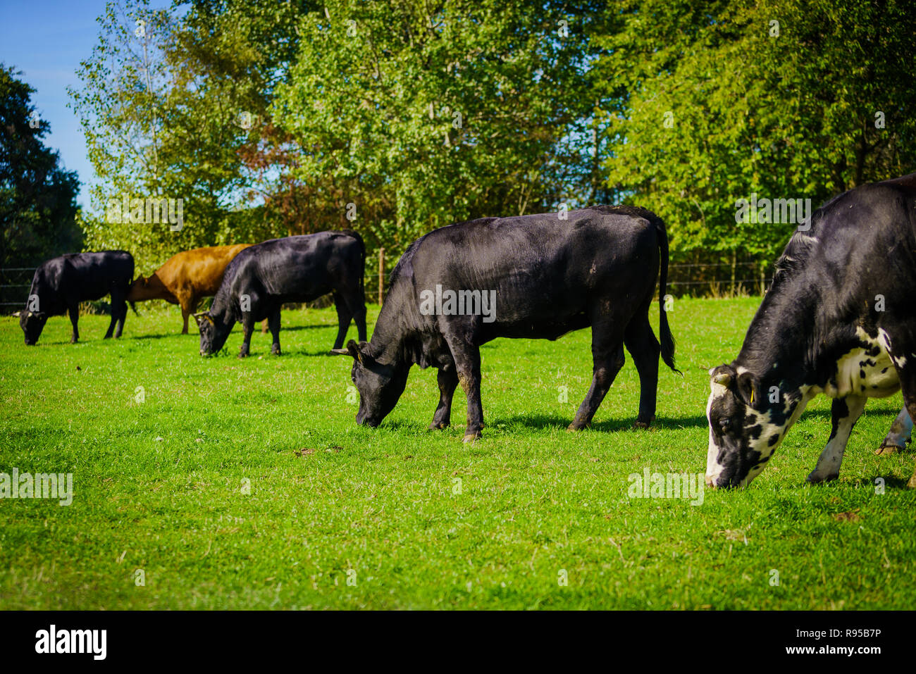 Cows on a green field Stock Photo - Alamy