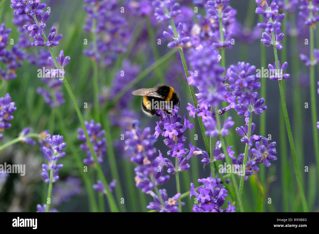 Lavender and Bees Stock Photo - Alamy