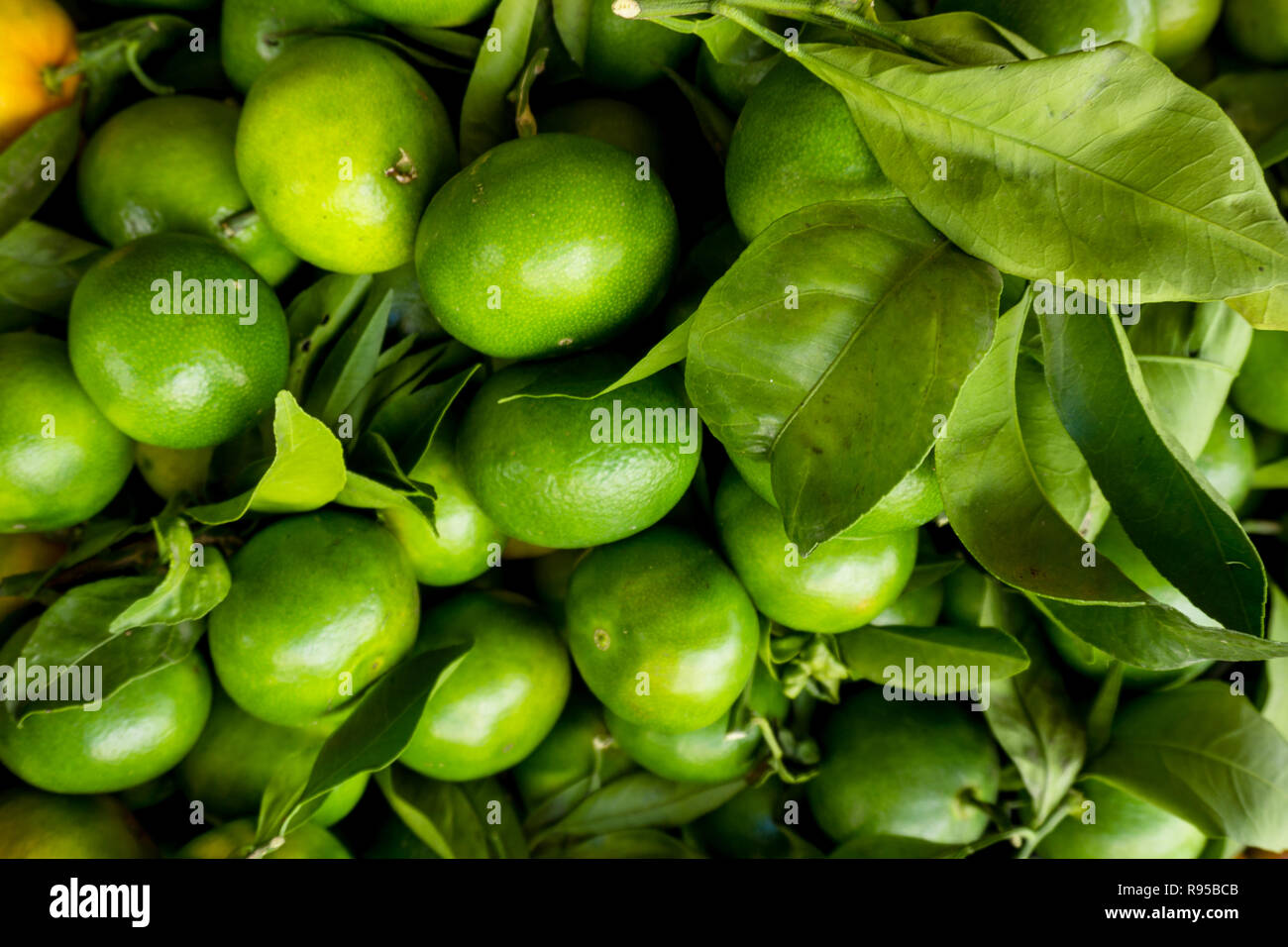 Unripe mandarins hi-res stock photography and images - Alamy