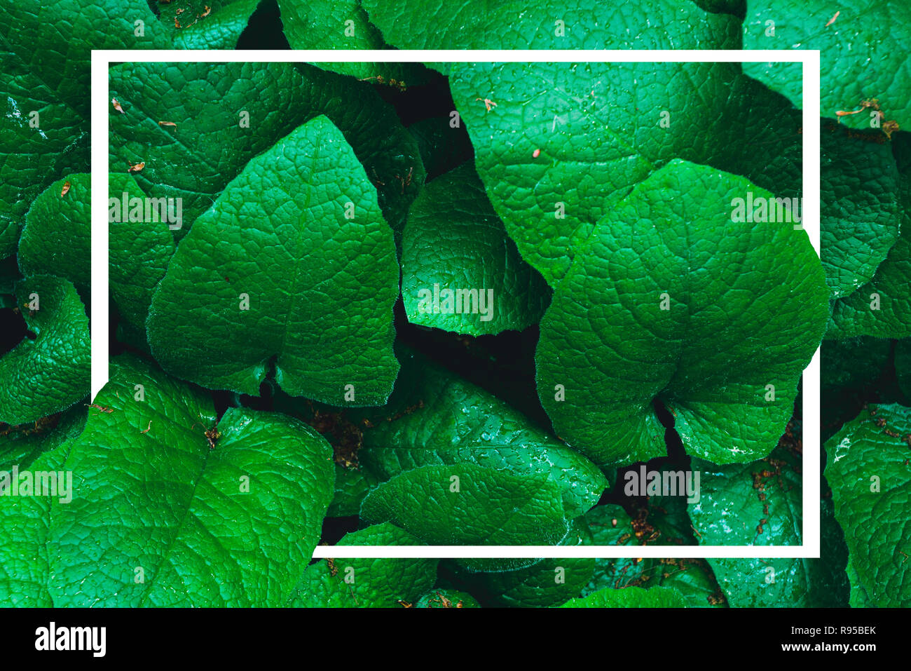 Creative layout design of green leaves and paper note Stock Photo - Alamy