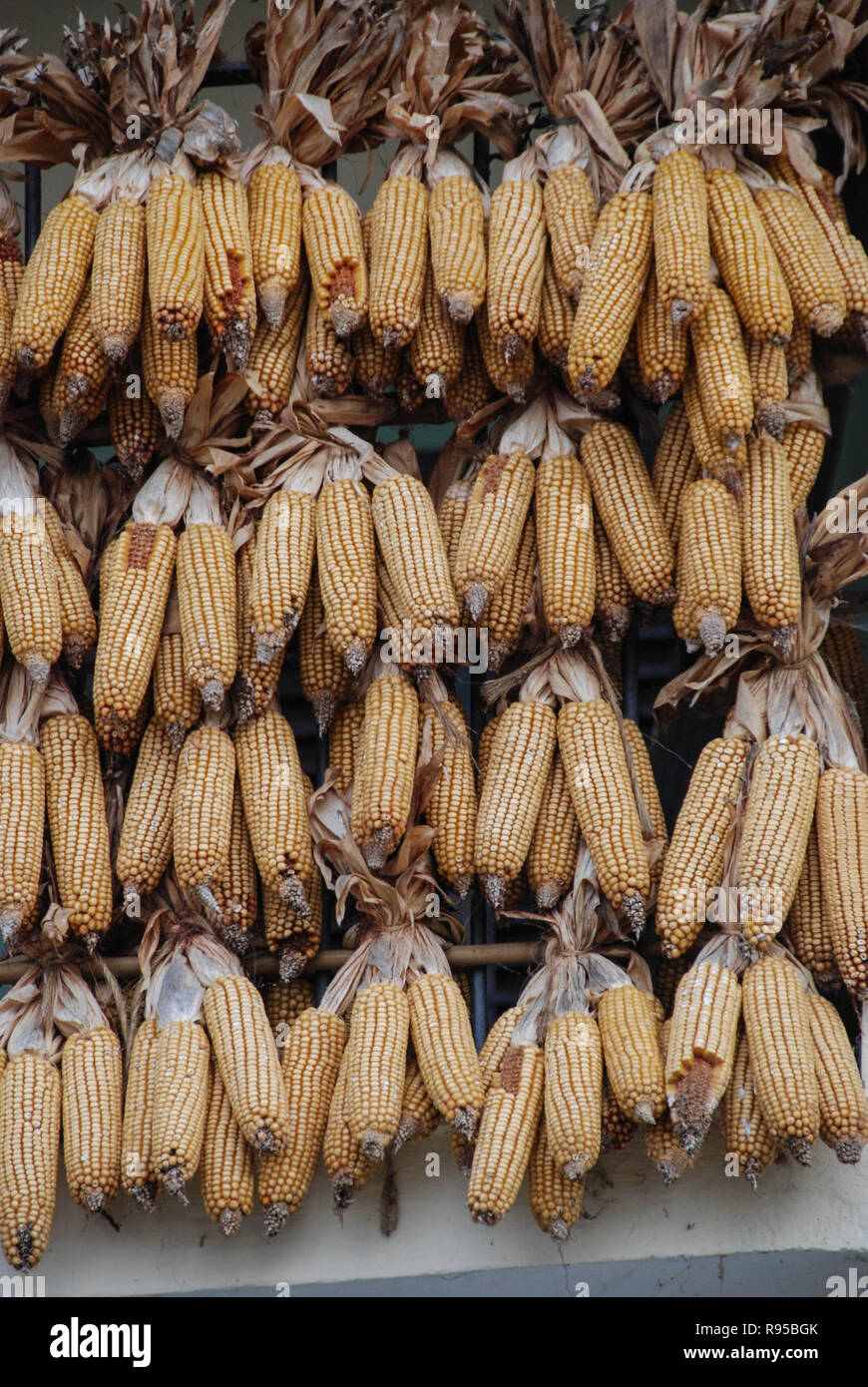 Corn cobs interwoven with each other to dry Stock Photo - Alamy